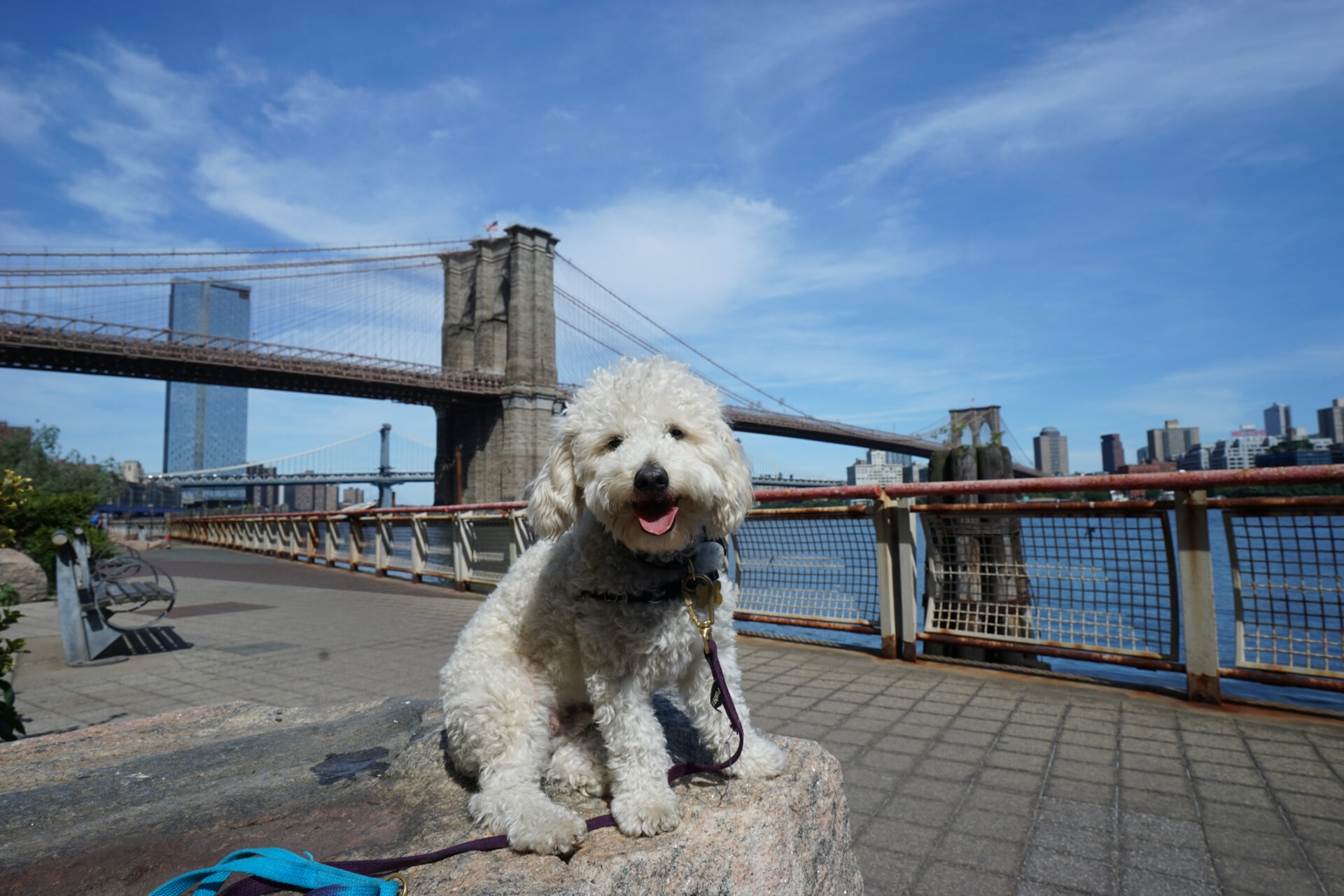 10 of the Most Dog-Friendly Cities in the U.S. | TNAA